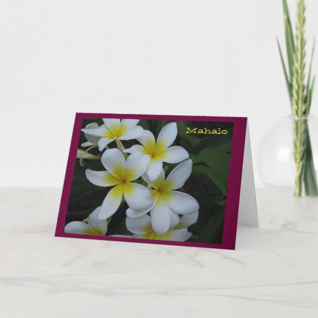 Thank you (Mahalo) card - white plumeria cascade | Zazzle