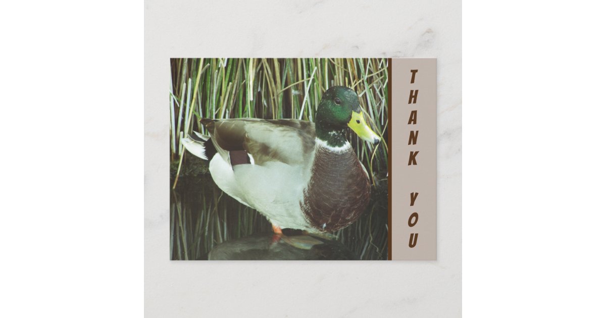 Thank You Mallard Duck Photo Nature Appreciation Postcard | Zazzle