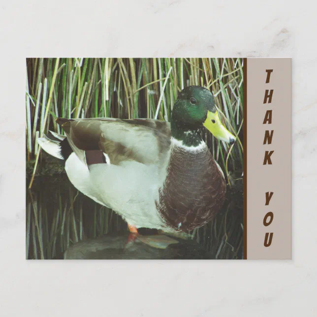 Thank You Mallard Duck Photo Nature Appreciation Postcard | Zazzle