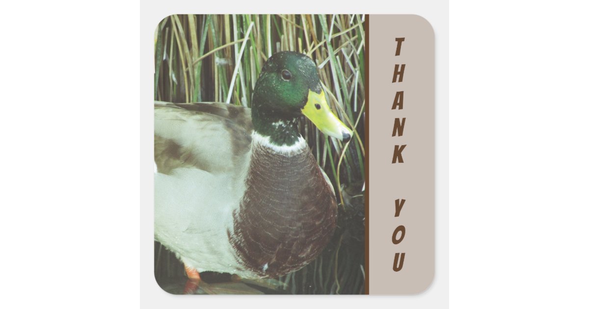 Thank You Mallard Duck Photo Nature Birds Square Sticker | Zazzle
