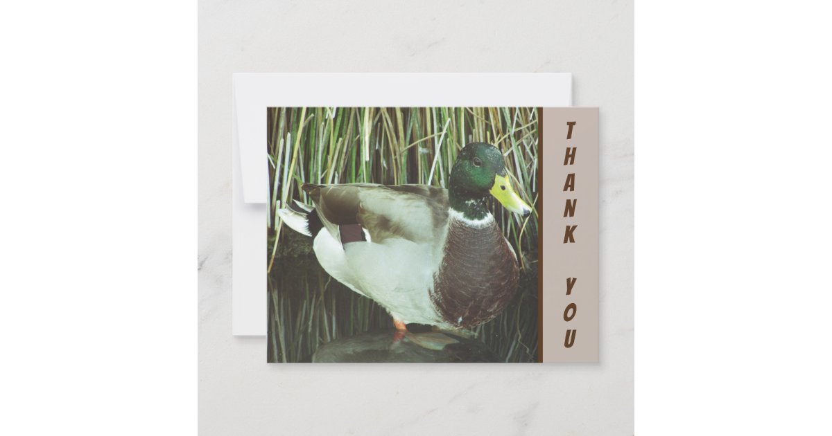 Thank You Mallard Duck Wild Bird Appreciation Card | Zazzle