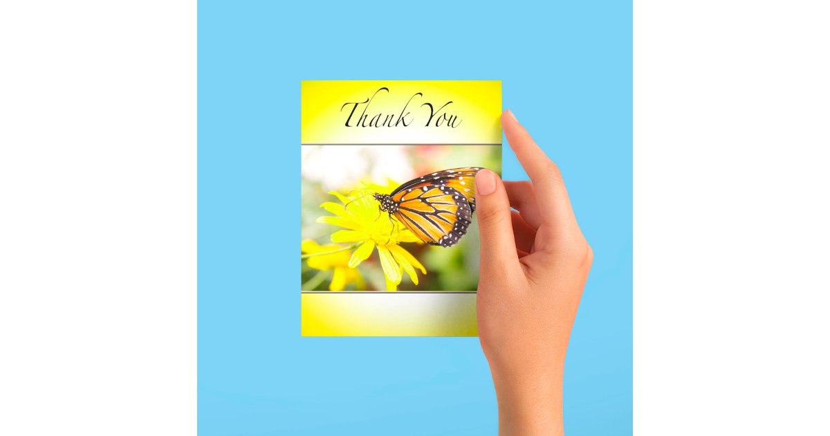 Thank You Monarch Butterfly African Bush Daisy | Zazzle