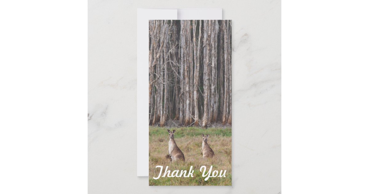 Thank You photo card - Australian kangaroos | Zazzle
