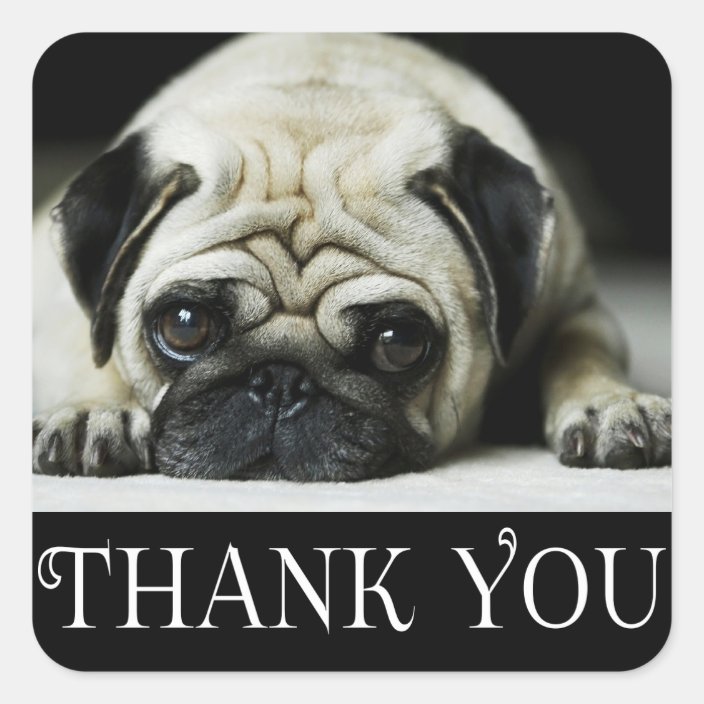 Thank You Pug Puppy Dog Black & White Square Sticker | Zazzle