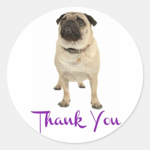 Thank You Pug Puppy Dog Greeting Sticker / Label | Zazzle