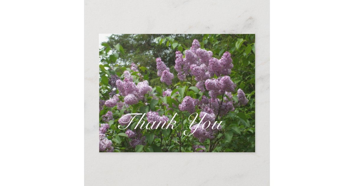 Thank You-Purple Lilac Bush Postcard | Zazzle