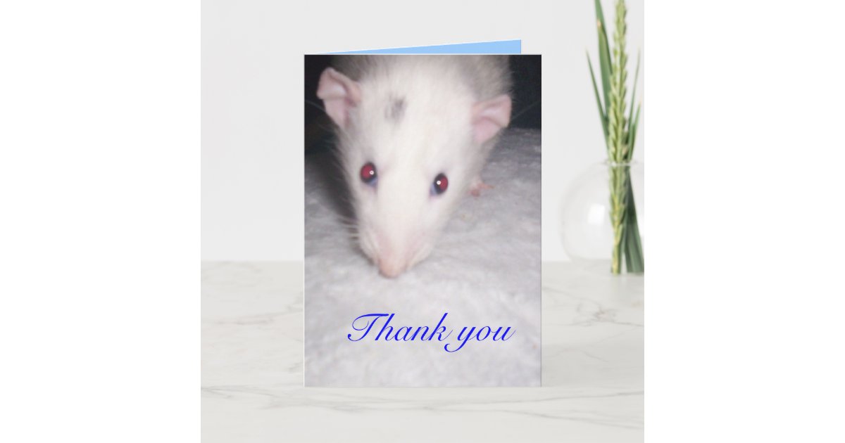 thank you rat card | Zazzle.com