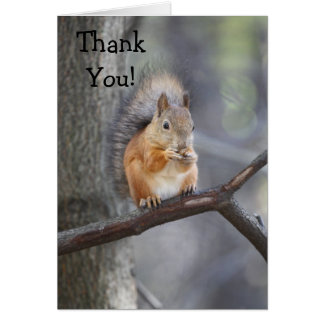 Thank You Squirrel Cards | Zazzle