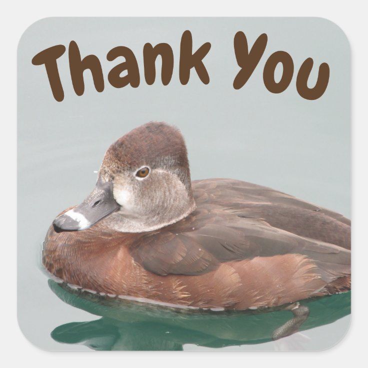 Thank You Ring-necked Duck Photo Female Bird Square Sticker | Zazzle