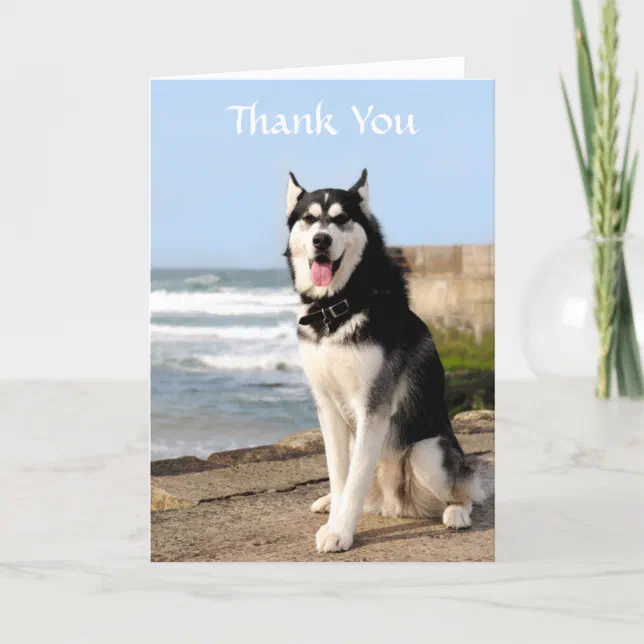 Thank You Siberian Husky on Beach Greeting Card | Zazzle