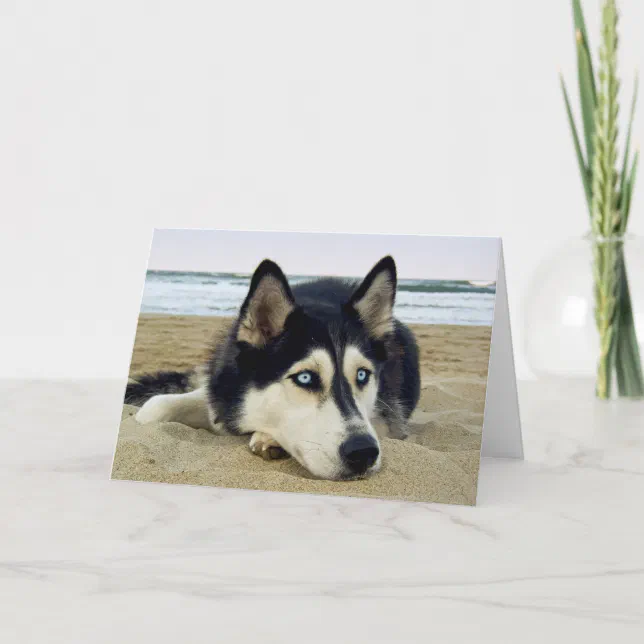 Thank You Siberian Husky on Beach Greeting Card | Zazzle