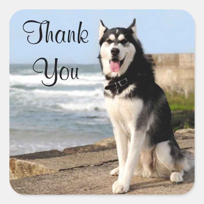 Thank You Siberian Husky Puppy Dog Stickers Labels | Zazzle.com