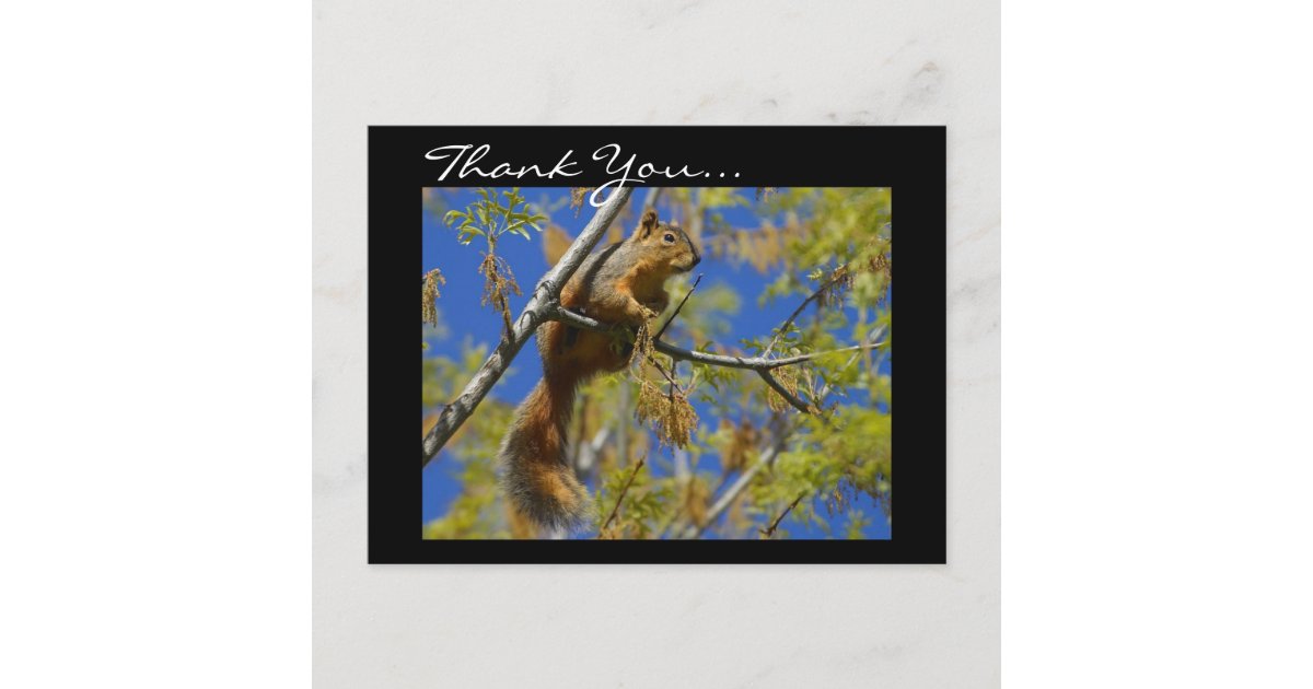 Thank You Squirrel postcard | Zazzle
