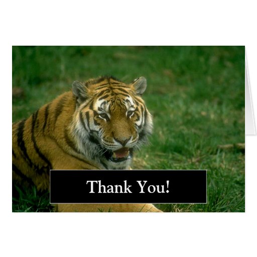 Thank You Tiger Card | Zazzle