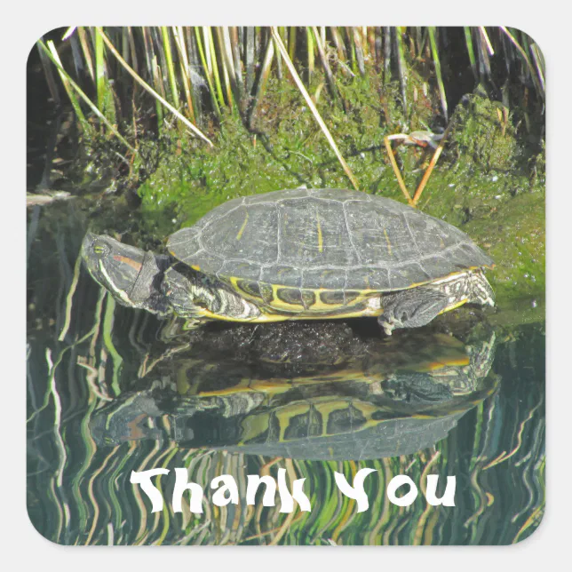 Thank You Turtle Water Reflection Photo Reptile Square Sticker | Zazzle
