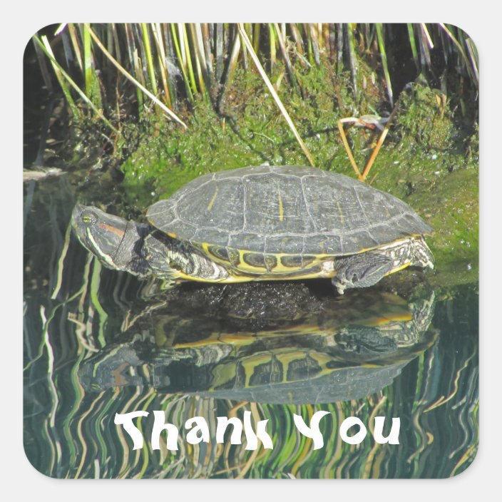 Thank You Turtle Water Reflection Photo Reptile Square Sticker | Zazzle.com