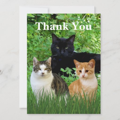 Thank You Veterinarian with Greeting Card | Zazzle