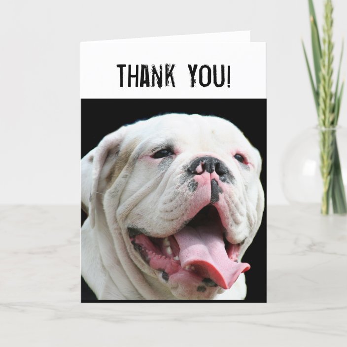 Thank You White Bulldog greeting card | Zazzle.com