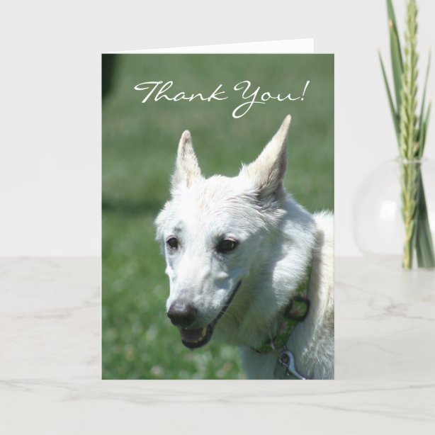 61 German Shepherd Thank You Cards Zazzle