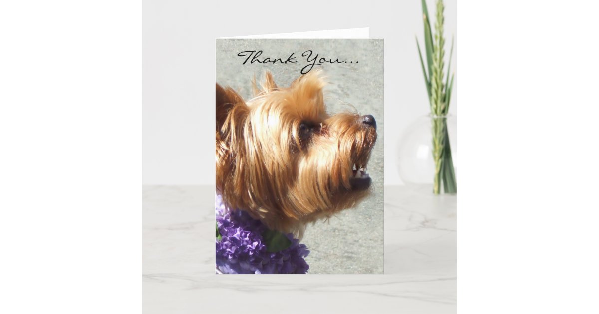 Thank You Yorkshire Terrier Greeting Card | Zazzle
