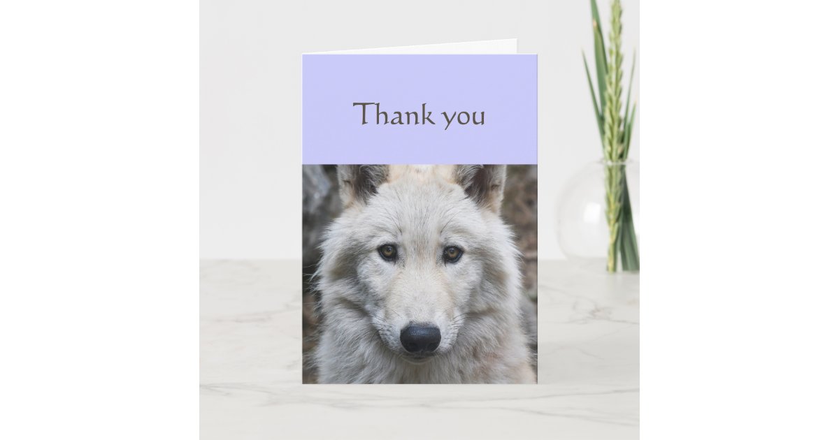Thanks Sincere White Wolf Animal Scripture Card | Zazzle
