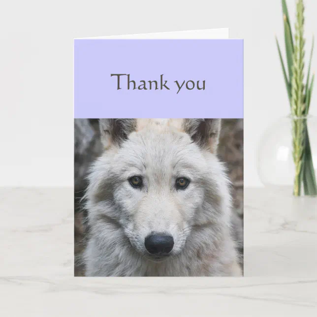 Thanks Sincere White Wolf Animal Scripture Card | Zazzle