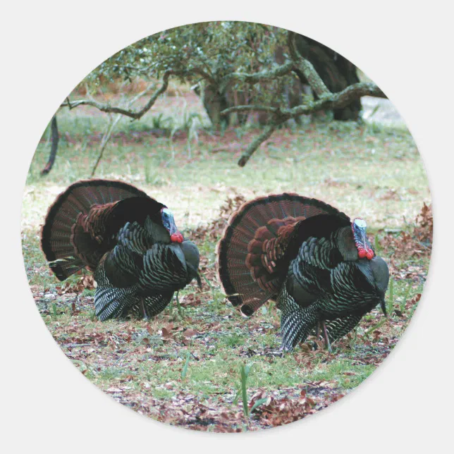 Thanksgiving Day Wild Turkeys in an Open Field Classic Round Sticker ...