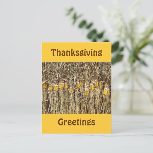 Thanksgiving Dried Corn Stalk Decorations Holiday Postcard | Zazzle