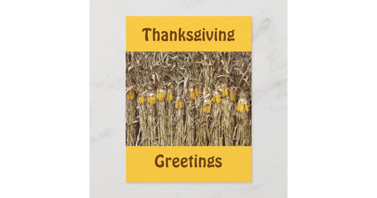 Thanksgiving Dried Corn Stalk Decorations Holiday Postcard | Zazzle