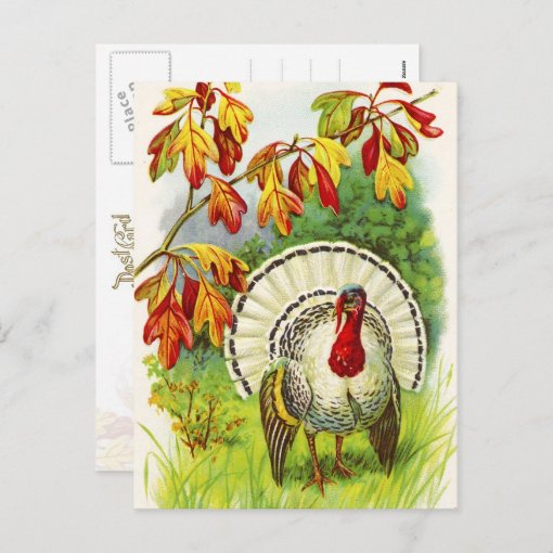 Thanksgiving Greetings Holiday Postcard | Zazzle