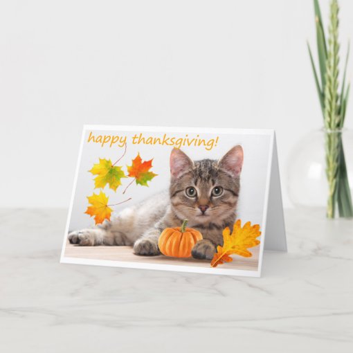 Thanksgiving kitten holiday card | Zazzle