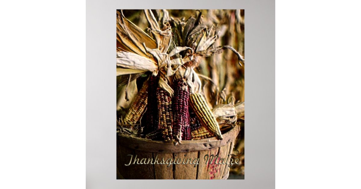 Thanksgiving Maize Poster | Zazzle