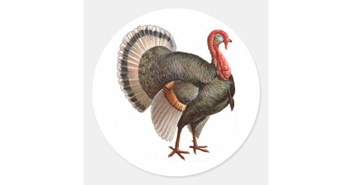 THANKSGIVING TURKEY CLASSIC ROUND STICKER | Zazzle