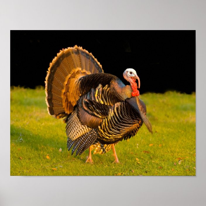 Thanksgiving turkey poster | Zazzle.com