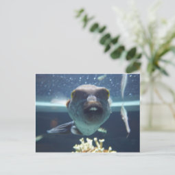 That Bucktooth Fish Postcard | Zazzle