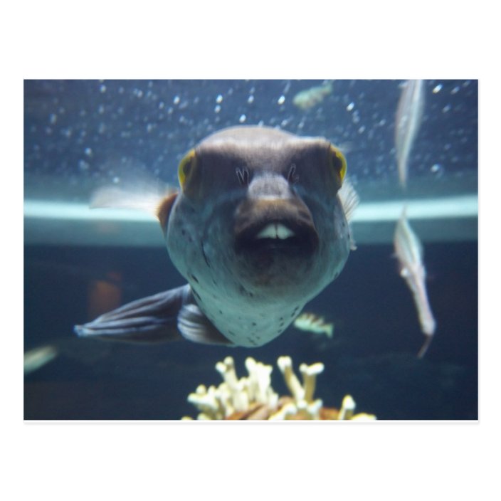 That Bucktooth Fish Postcard | Zazzle.com