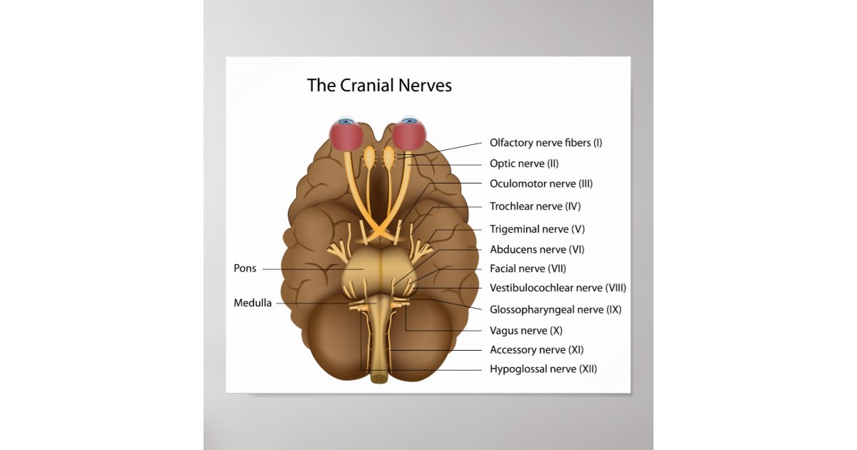 The 12 cranial nerves Poster | Zazzle