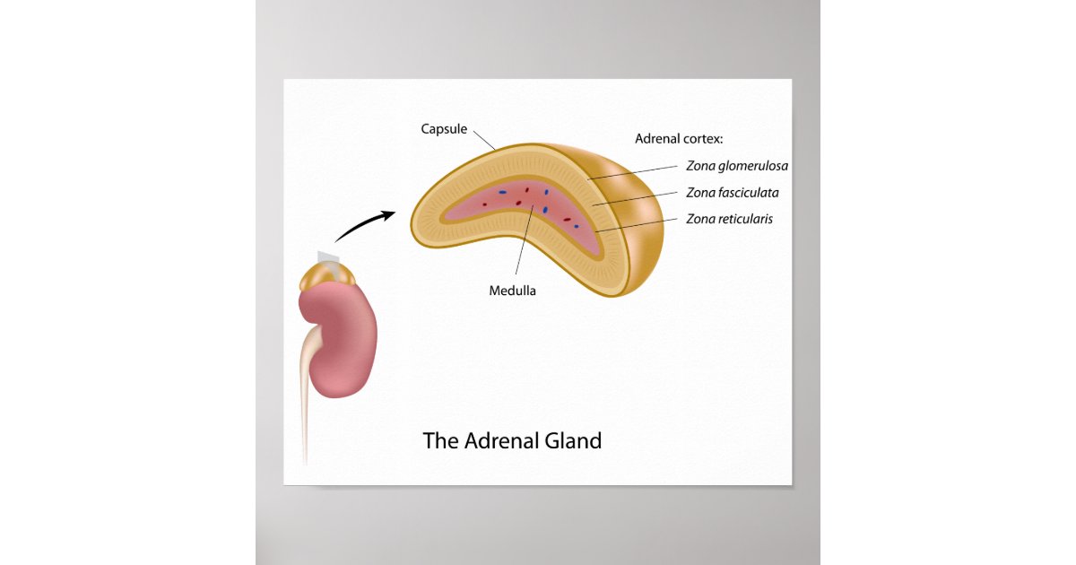 The adrenal gland Poster | Zazzle