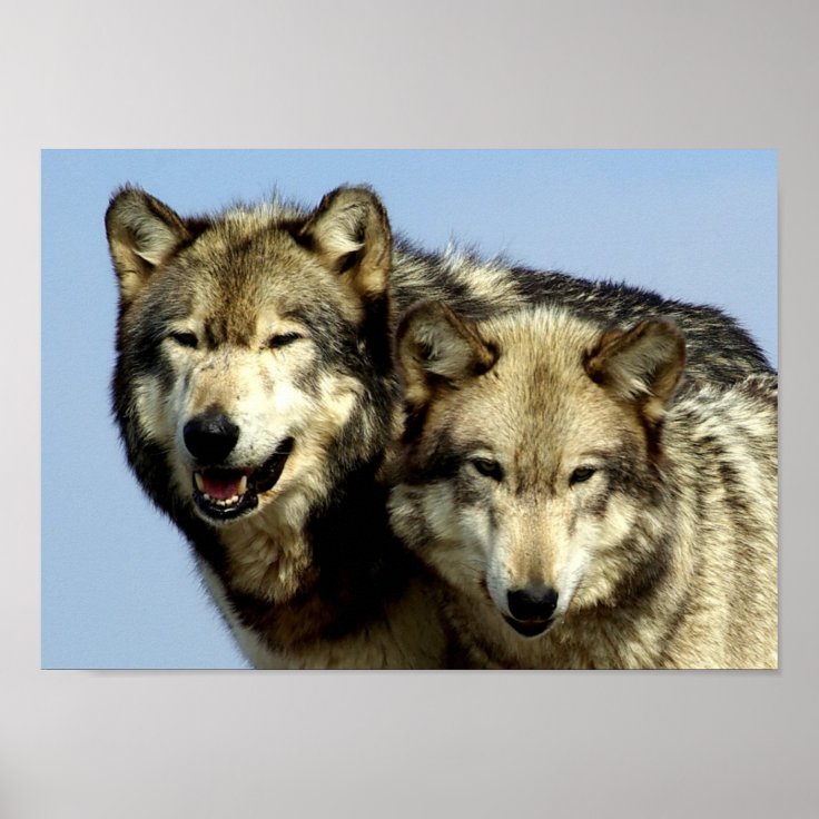 The Alpha Wolf Couple Poster | Zazzle