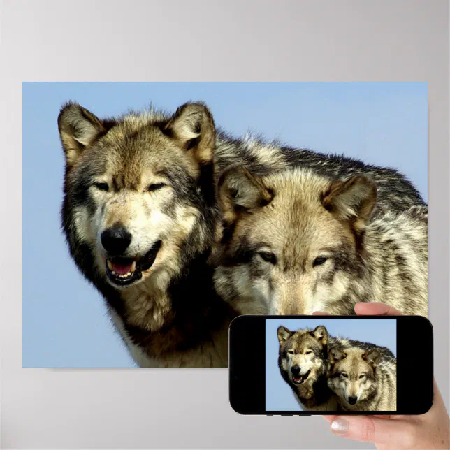 The Alpha Wolf Couple Poster | Zazzle