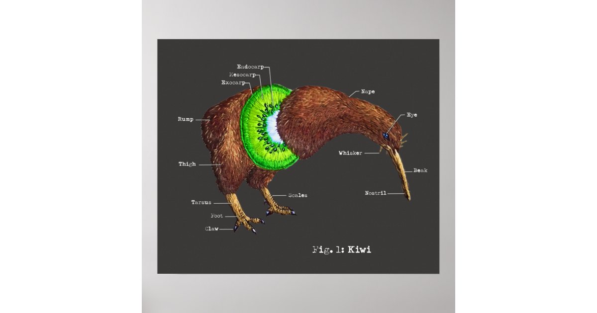 The Anatomy of a Kiwi Poster | Zazzle