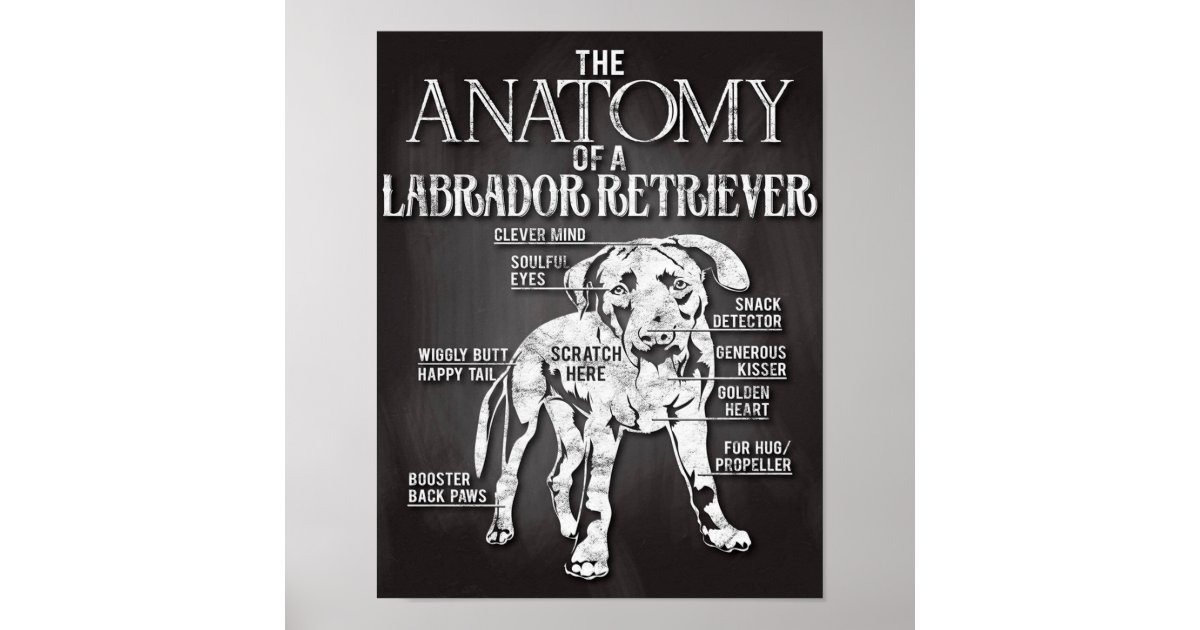 The Anatomy Of A Labrador Retriever Classic Gift Poster | Zazzle