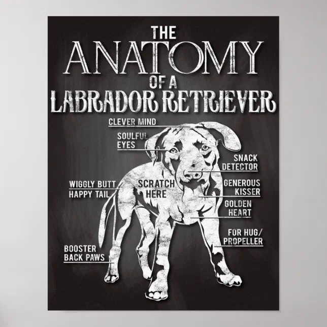 The Anatomy Of A Labrador Retriever Classic Gift Poster | Zazzle