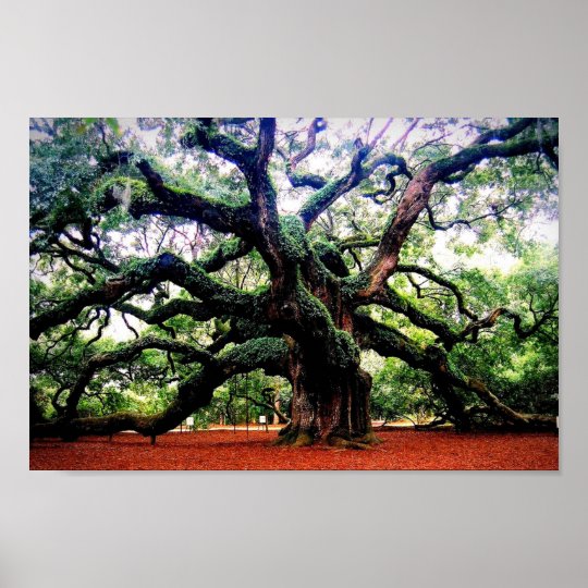 The Angel Oak Poster | Zazzle.com
