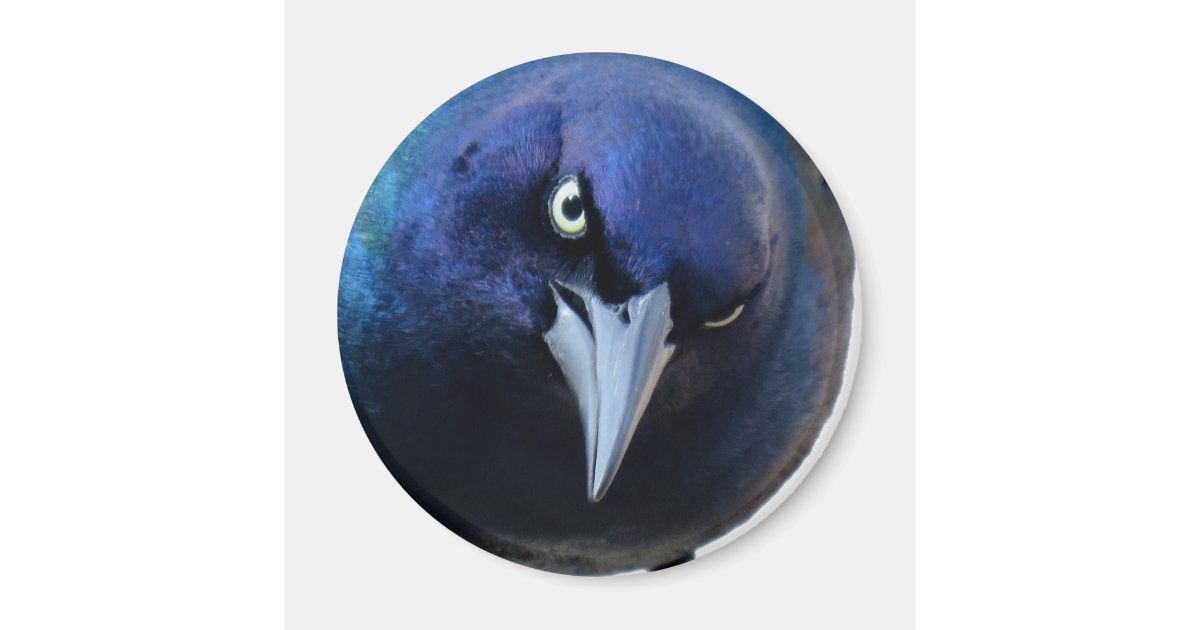 The Angry Grackle Magnet | Zazzle