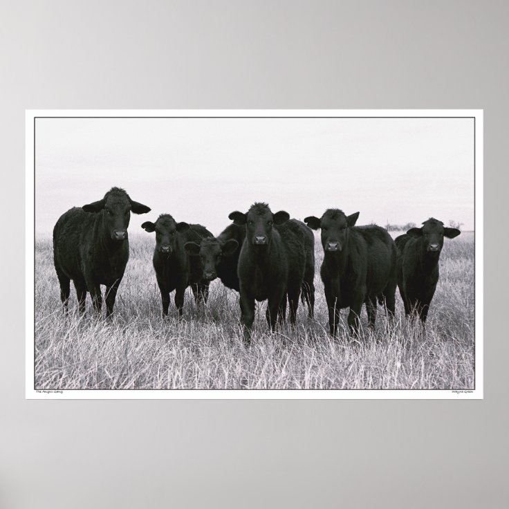 The Angus Gang - Black Angus Cattle - Texas Poster | Zazzle