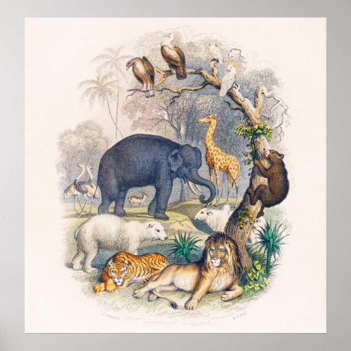 The Animal Kingdom Poster | Zazzle.com