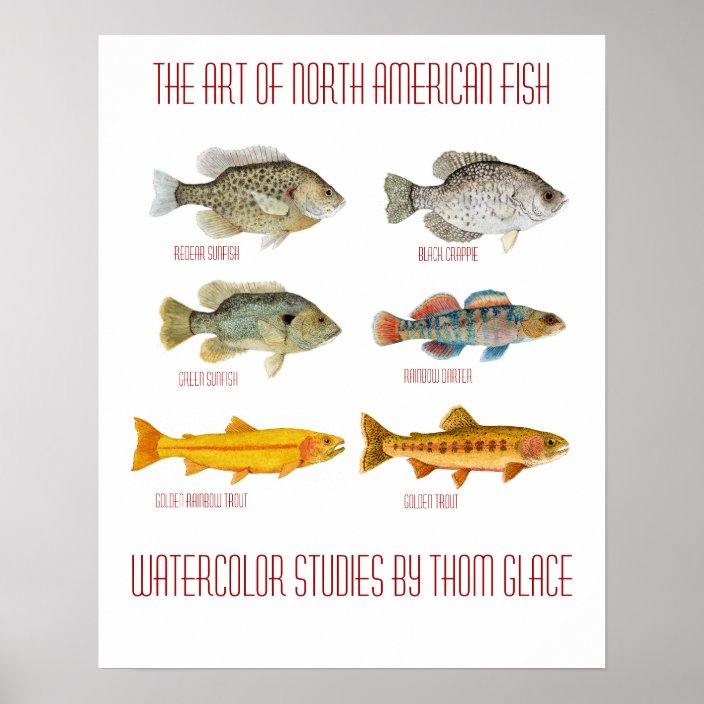 The Art of North American Fish Poster | Zazzle.com
