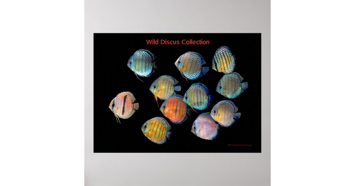 The Art of Wild Discusfish Poster | Zazzle
