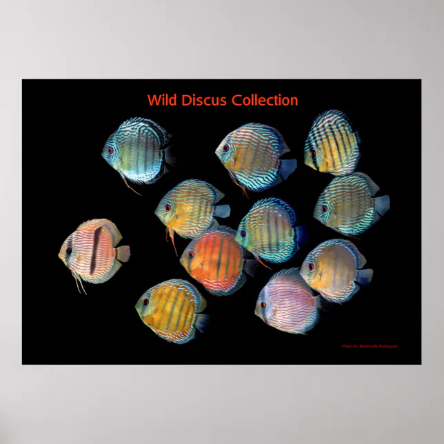 The Art of Wild Discusfish Poster | Zazzle